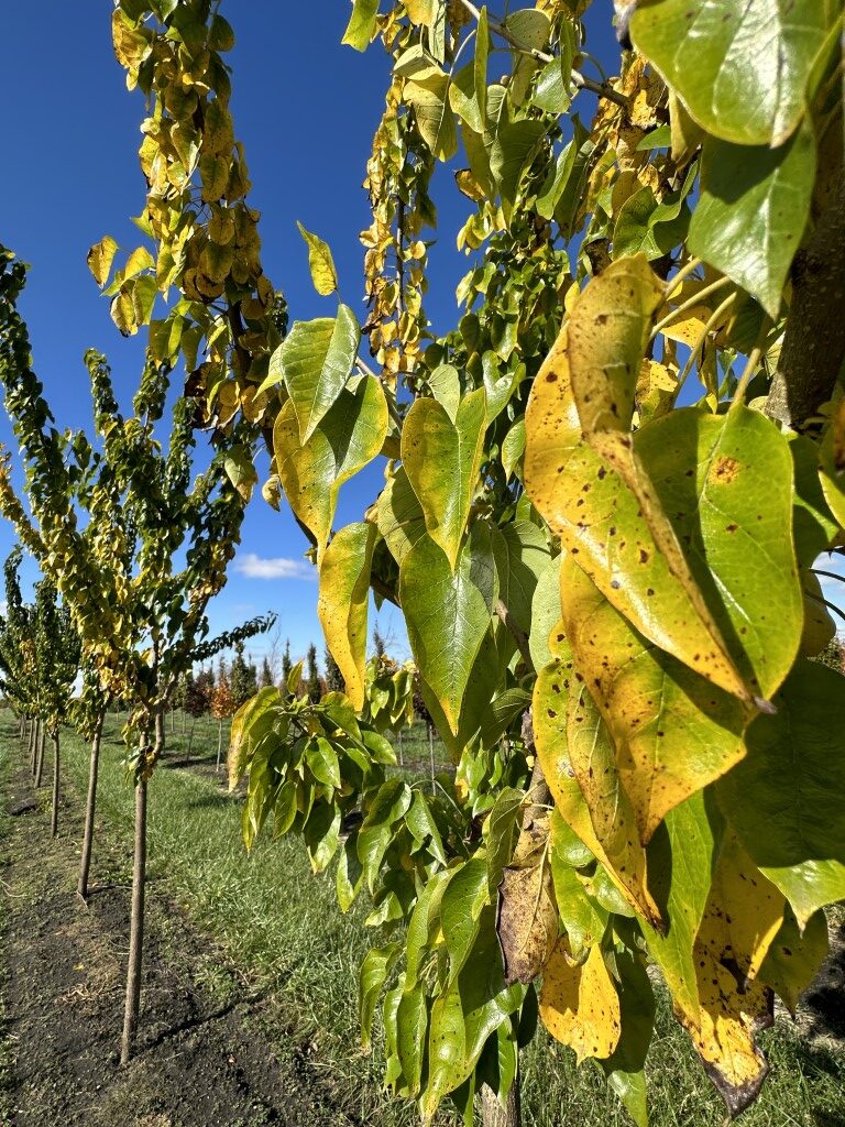 OAKtober Sunshine at SGN Trees - Spring Grove Nursery