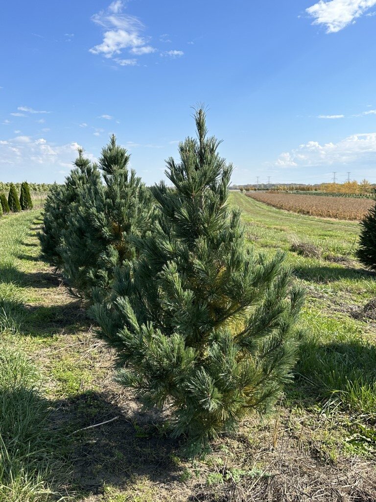 OAKtober Sunshine at SGN Trees - Spring Grove Nursery
