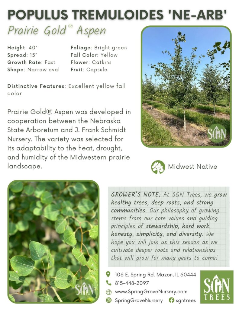 Populus tremuloides ‘NE-Arb’ - Spring Grove Nursery