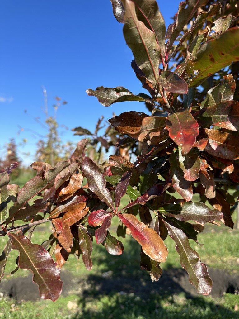 OAKtober Sunshine at SGN Trees - Spring Grove Nursery