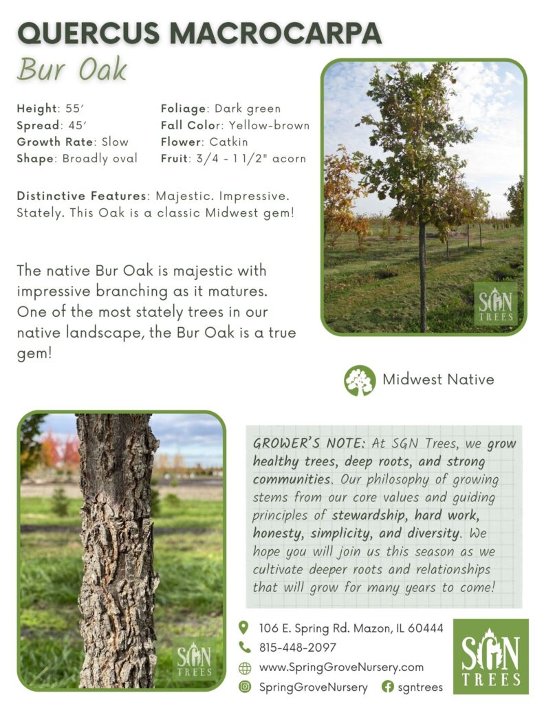 Quercus macrocarpa - Spring Grove Nursery