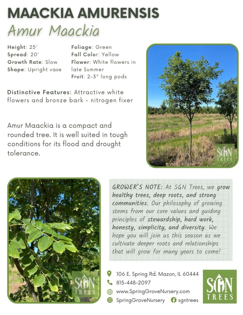 Maackia amurensis - Spring Grove Nursery