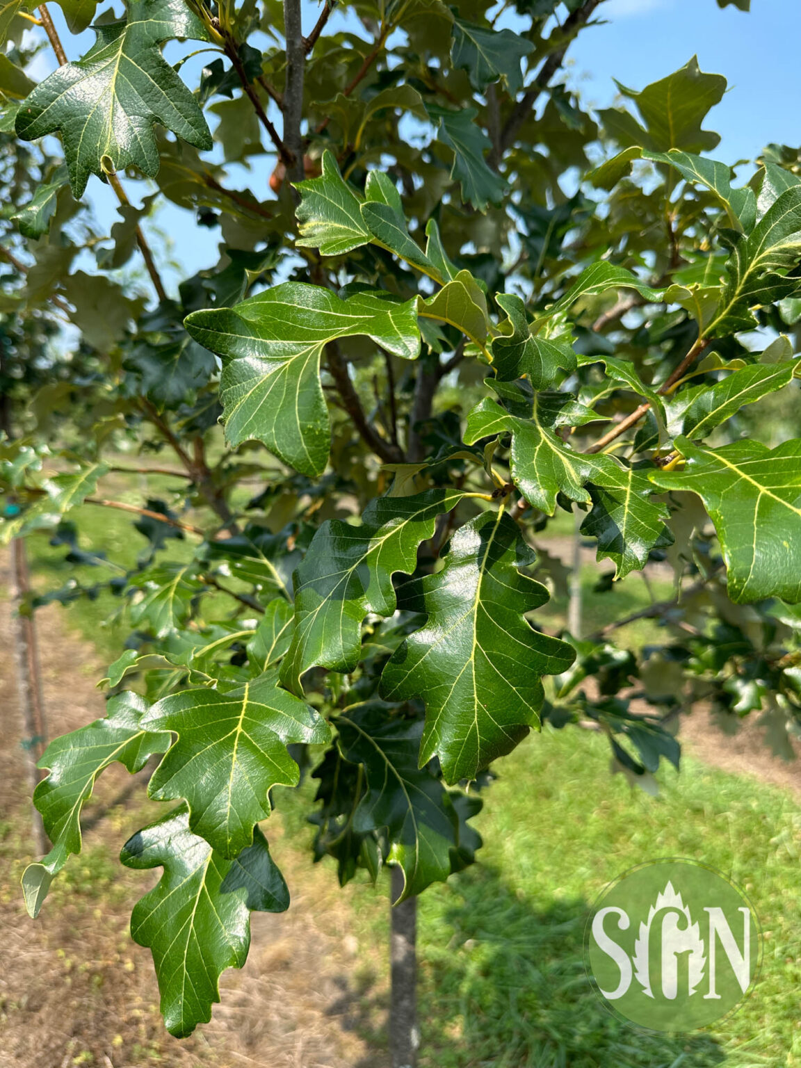 Quercus bicolor 'KB Crystal' - Spring Grove Nursery