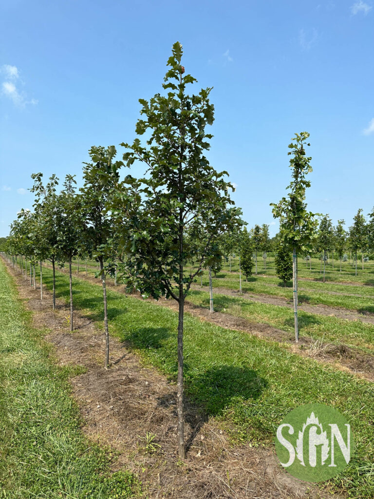 Quercus bicolor 'KB Crystal' - Spring Grove Nursery