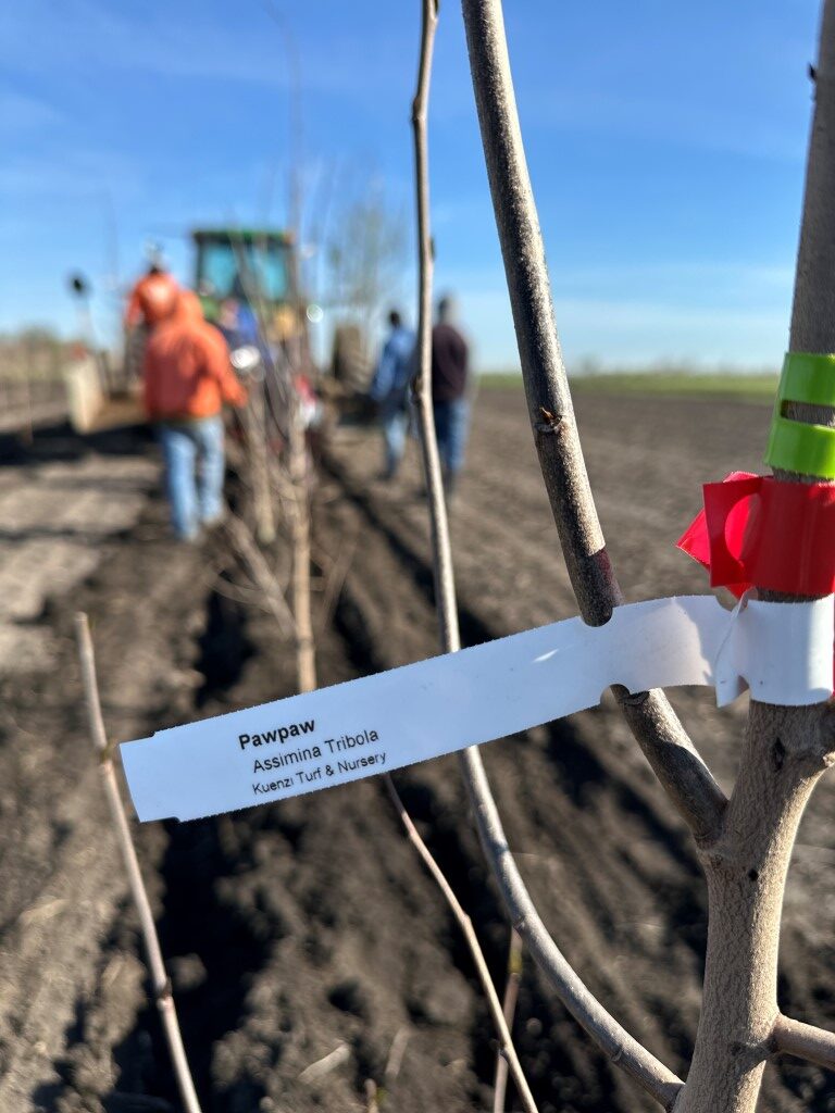 A New Tree Planting Season is Underway at SGN Trees! - Spring Grove Nursery