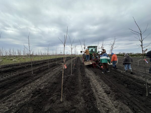 A New Tree Planting Season is Underway at SGN Trees! - Spring Grove Nursery
