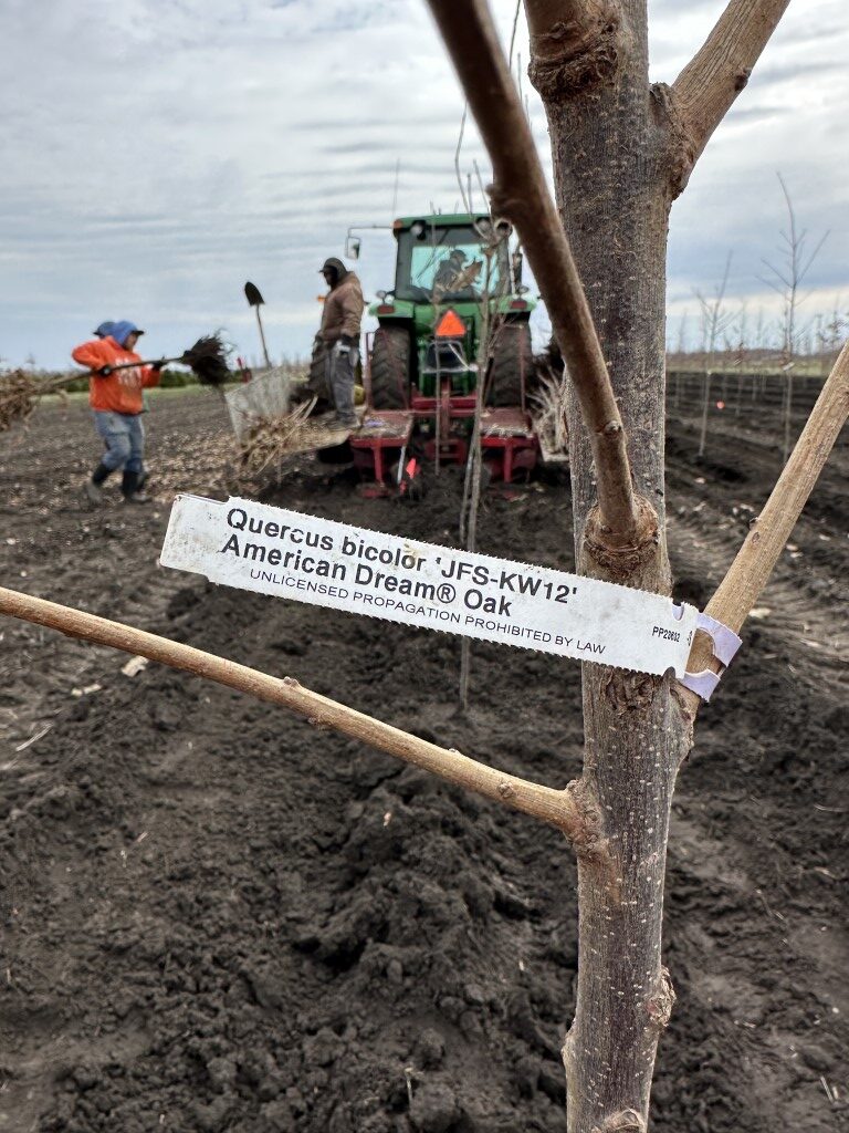 A New Tree Planting Season is Underway at SGN Trees! - Spring Grove Nursery