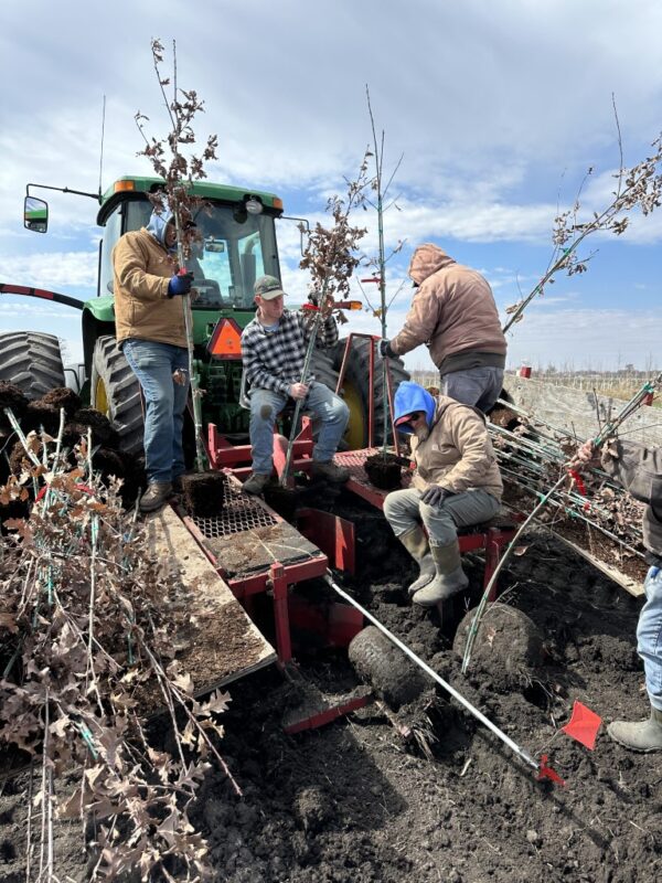 A New Tree Planting Season is Underway at SGN Trees! - Spring Grove Nursery