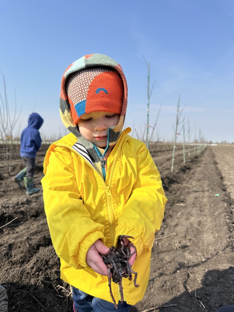 A New Tree Planting Season is Underway at SGN Trees! - Spring Grove Nursery