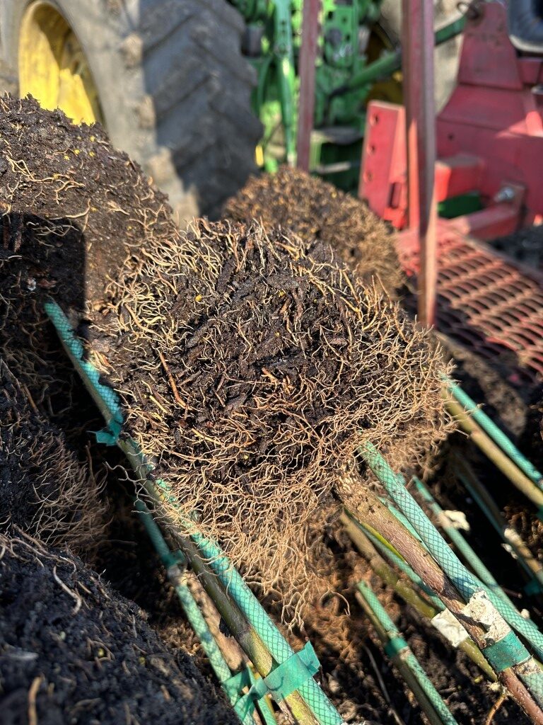 A New Tree Planting Season is Underway at SGN Trees! - Spring Grove Nursery