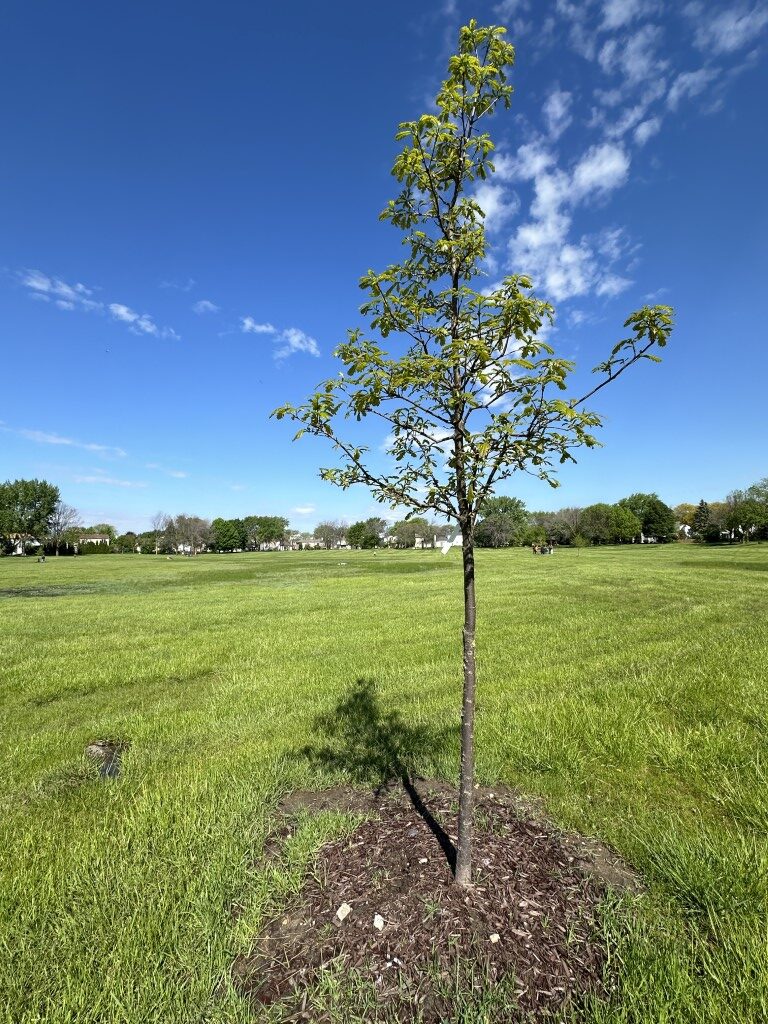 Spring Tree Plantings at Roselle Park District - Spring Grove Nursery