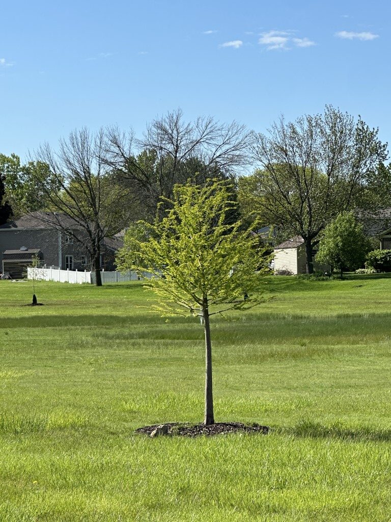 Spring Tree Plantings at Roselle Park District - Spring Grove Nursery